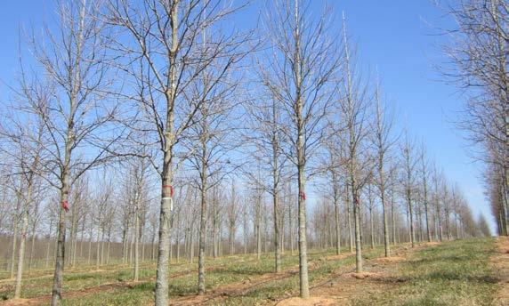 Select Trees Availability Portfolio by Select Trees - Issuu