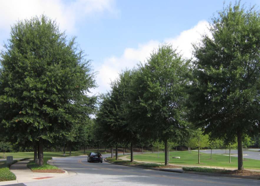 Select Trees Availability Portfolio by Select Trees - Issuu