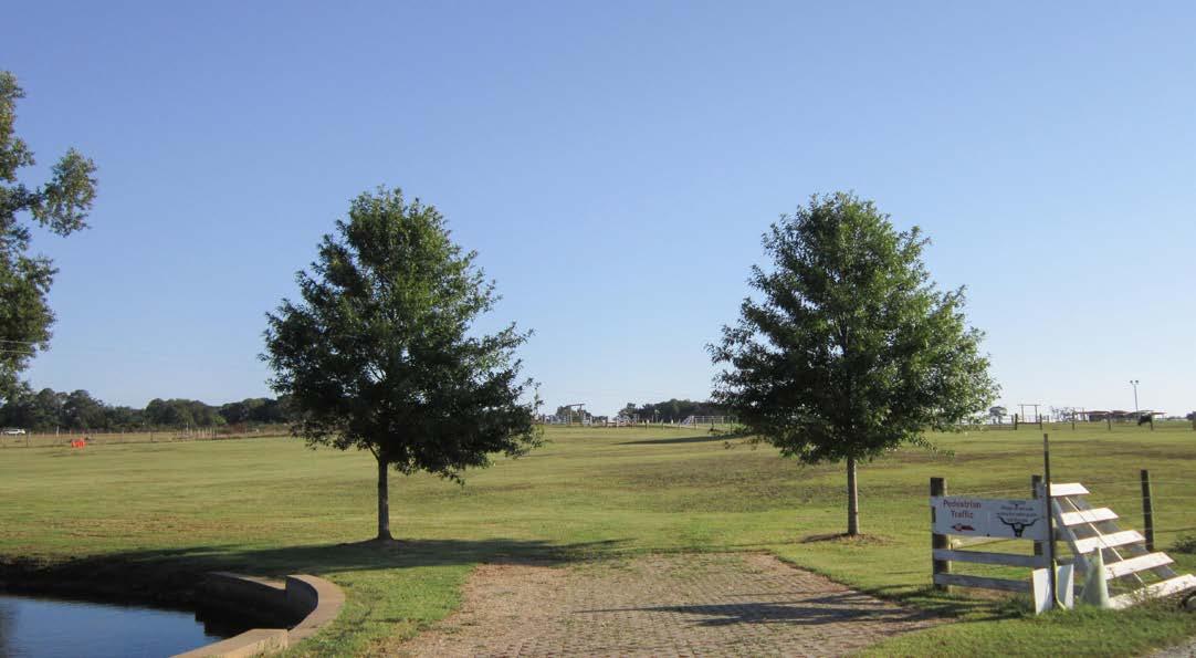 Select Trees Availability Portfolio by Select Trees - Issuu