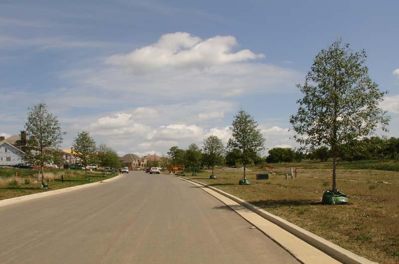 Select Trees Availability Portfolio by Select Trees - Issuu