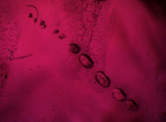 A Gemmological Approach to Distinguishing Natural from Synthetic Rubies ...