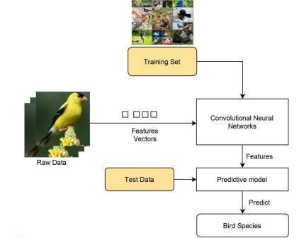 Bird Species Identifier using Convolutional Neural Network by IJRASET - Issuu
