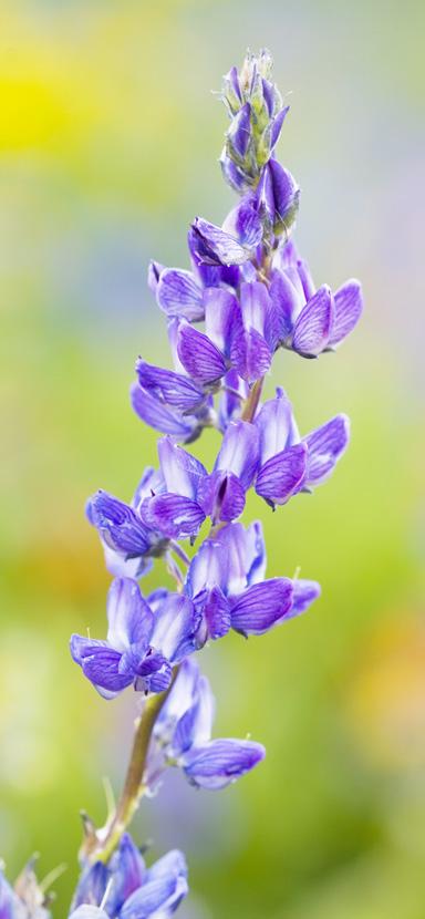 HOPE flower essence formula by Flower Essence Services - Issuu