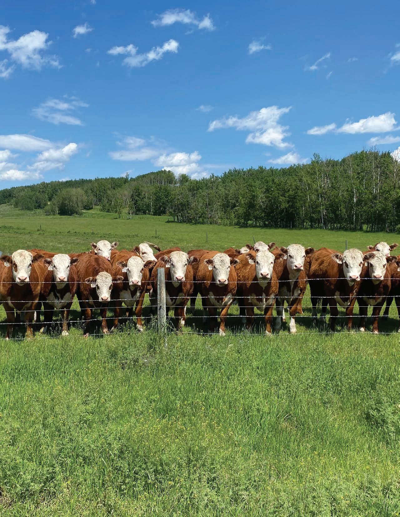 Coulee Crest Herefords Bred Heifer Sale - DLMS Farm Gate Timed Auction ...