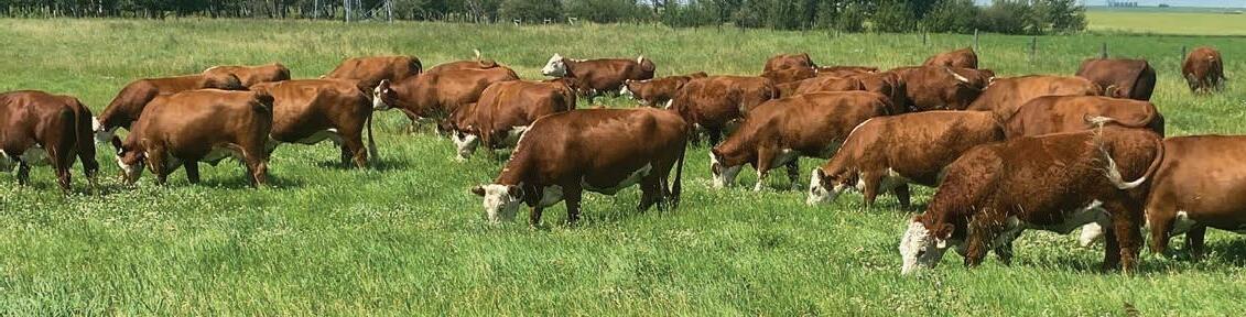 Coulee Crest Herefords Bred Heifer Sale - DLMS Farm Gate Timed Auction ...
