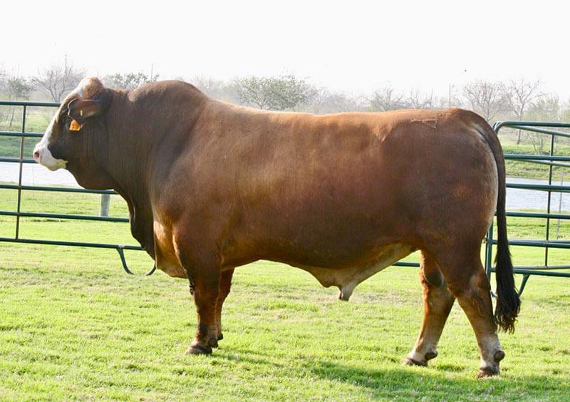 CATÁLOGO DE EMBRIONES SIMBRAH by CIPA UANL - Issuu