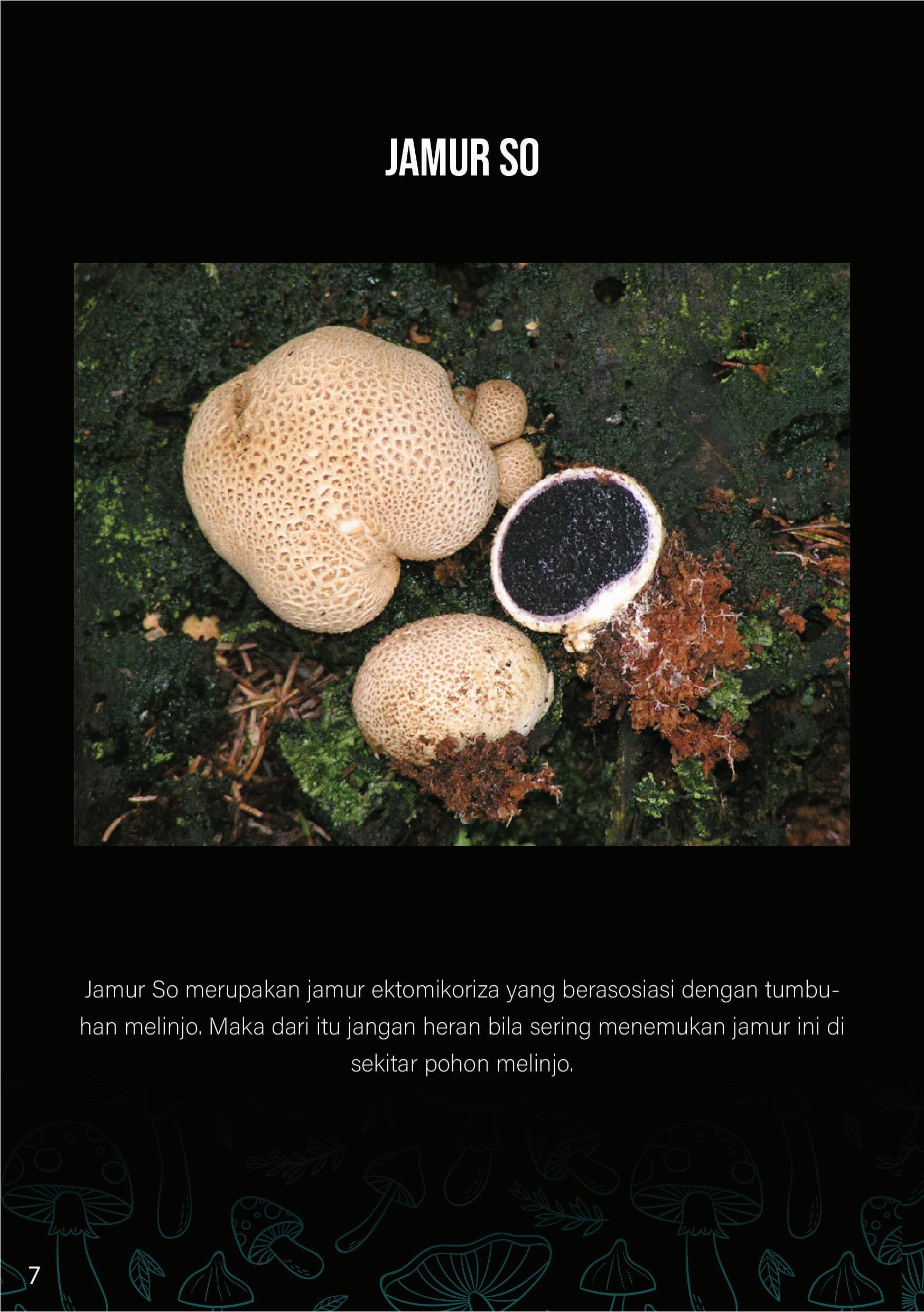 MUSHROOM ENSIKLOPEDIA JAMUR by Rafly Nur fadilah - Issuu