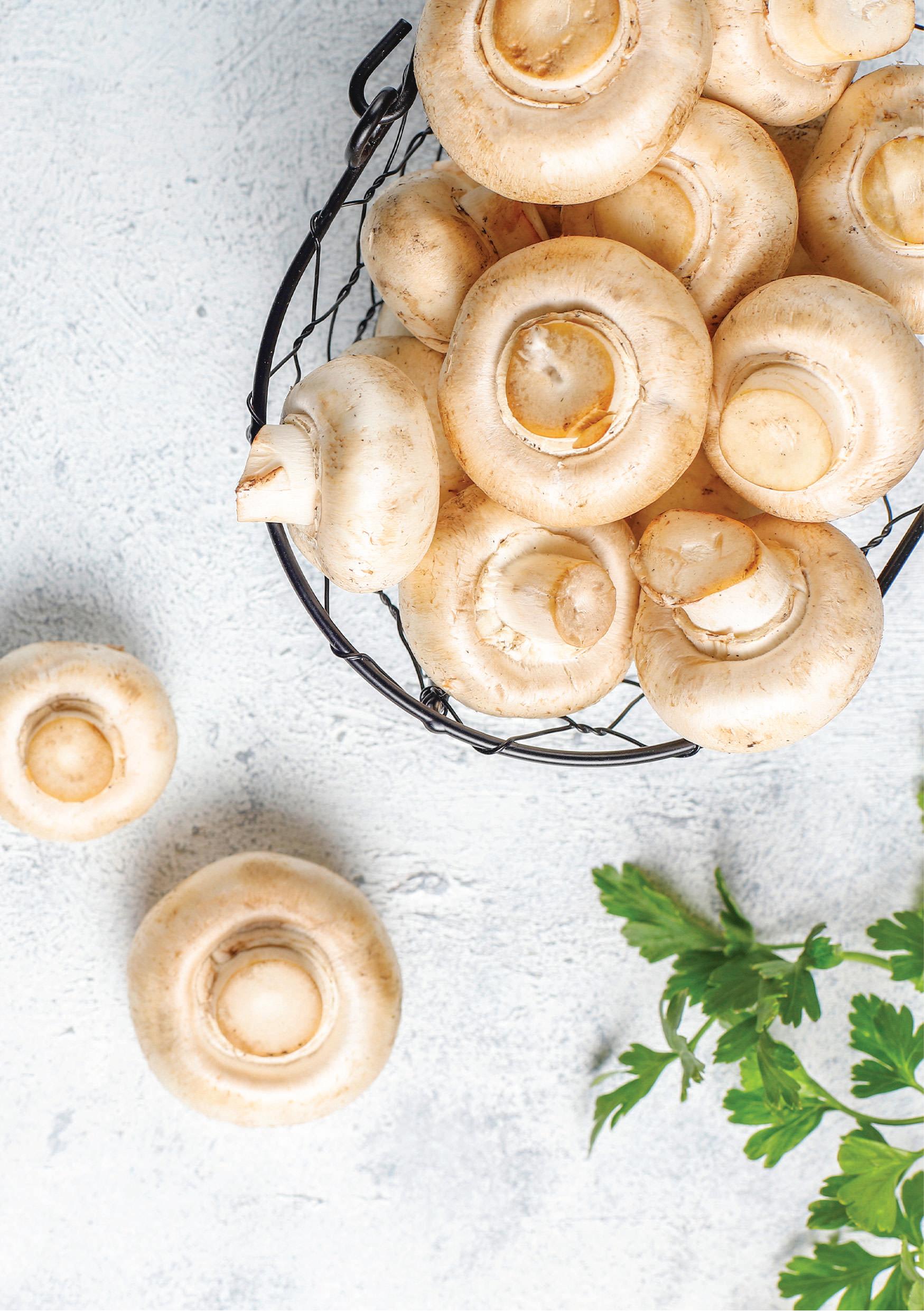 MUSHROOM ENSIKLOPEDIA JAMUR by Rafly Nur fadilah - Issuu