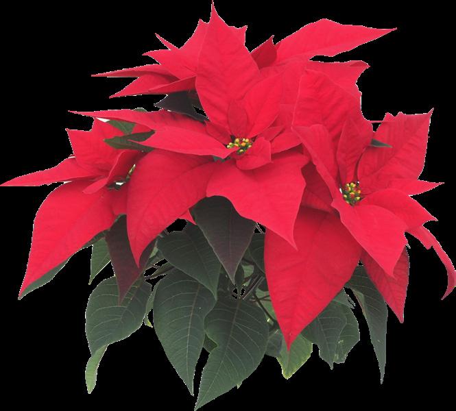 Florensis | Poinsettia 2023 POL-ENG-GER by Florensis - Issuu