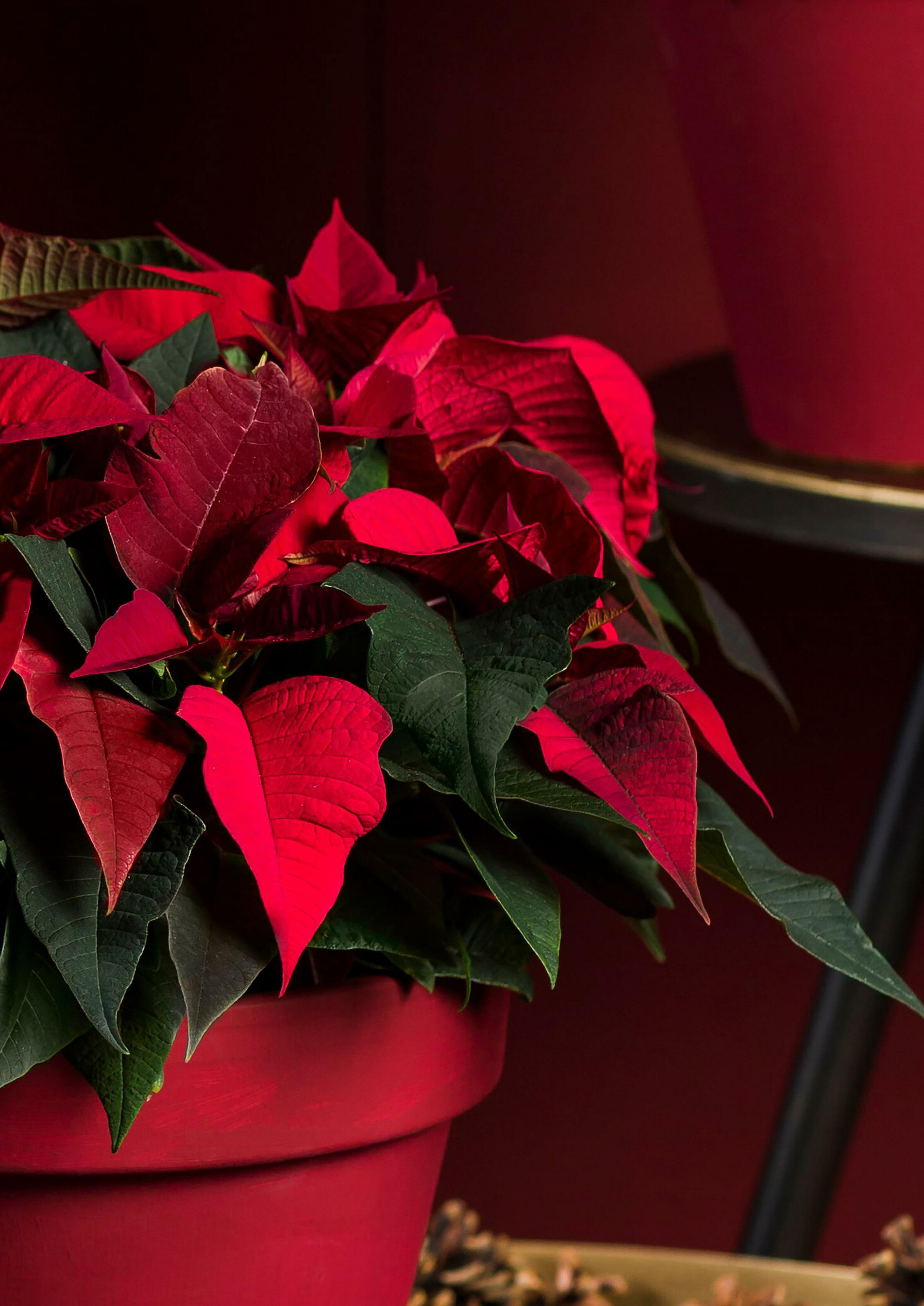 Florensis | Poinsettia 2023 POL-ENG-GER by Florensis - Issuu