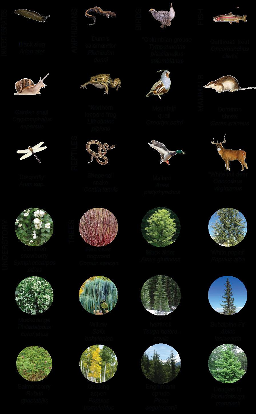 Landscape Architecture Portfolio by Rhiana Herman - Issuu