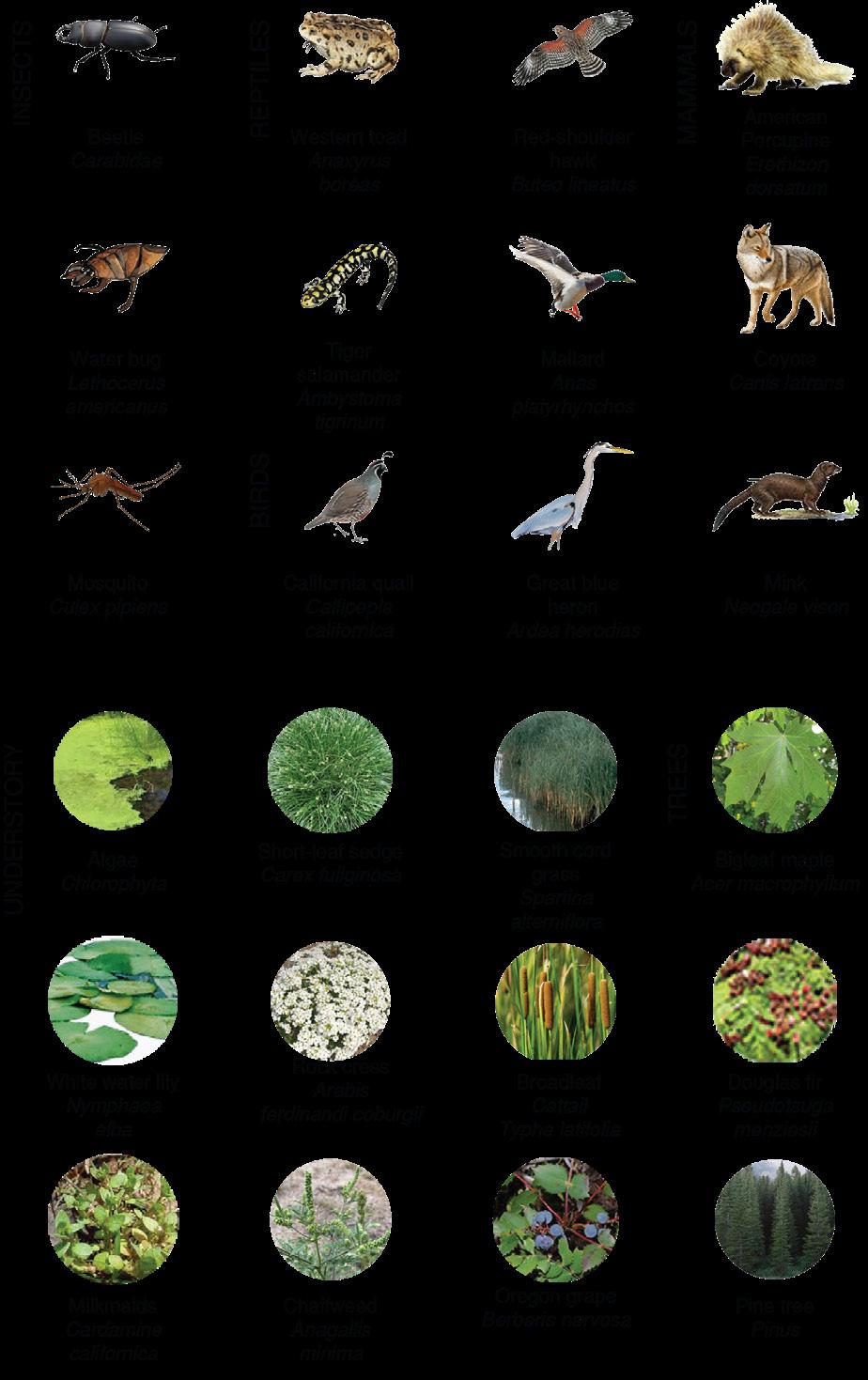 Landscape Architecture Portfolio by Rhiana Herman - Issuu