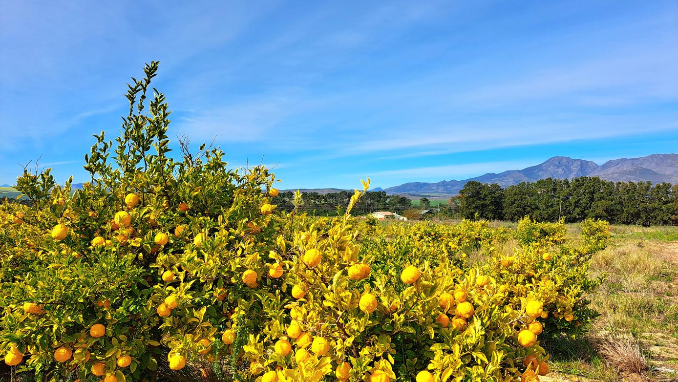 Seeff Hermanus Local Lux Mag Dec 2022 by Seeff_Hermanus - Issuu