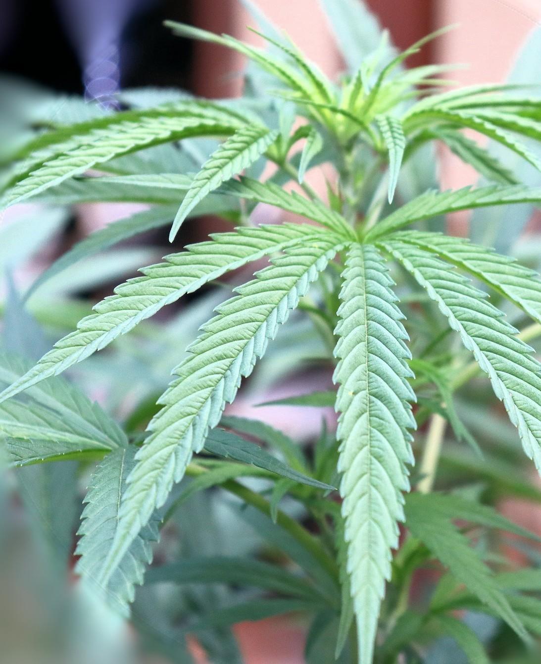 A Guide on California City’s Weed Strains by RoyalApothecary - Issuu