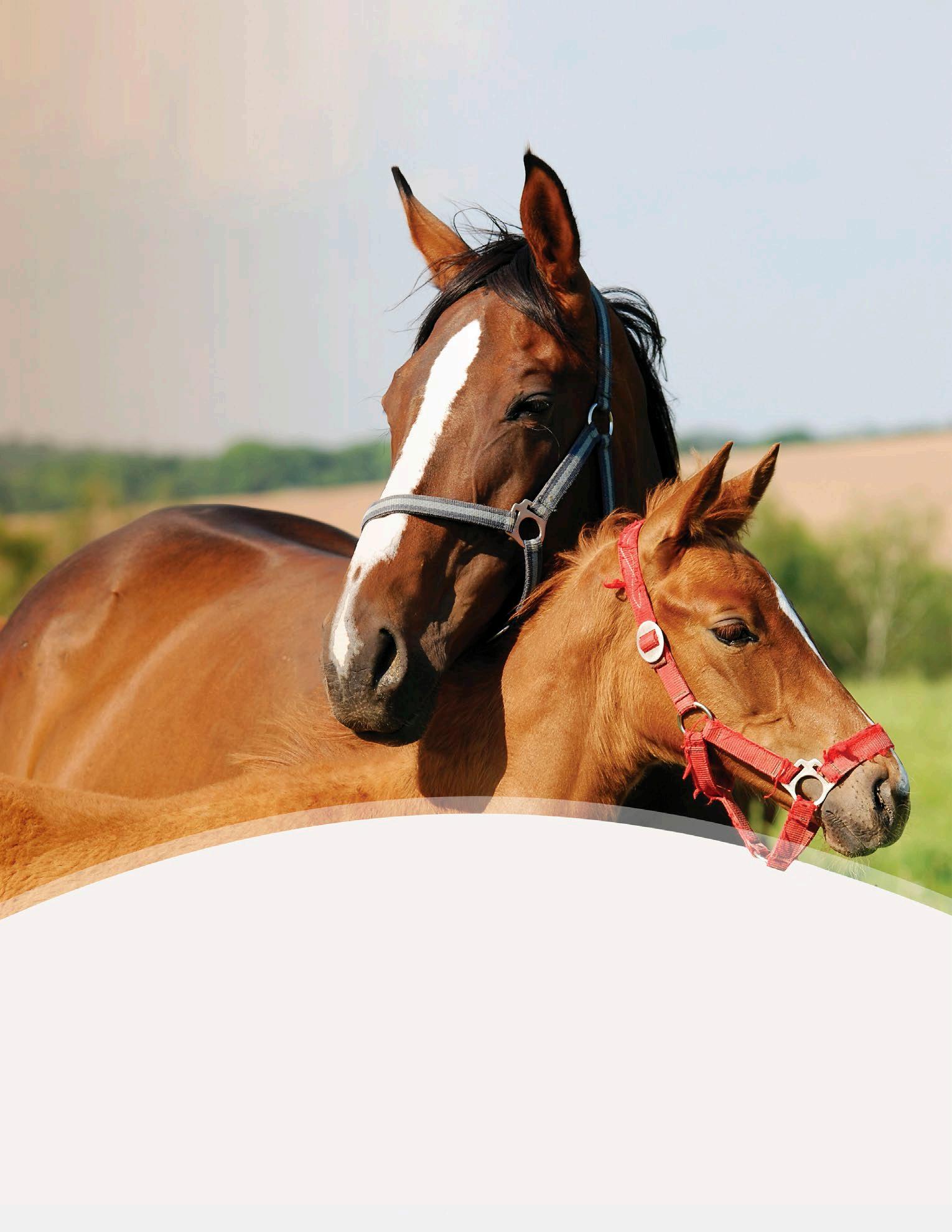 Catálogo equinos- 2023 by Almacenes AV - Issuu