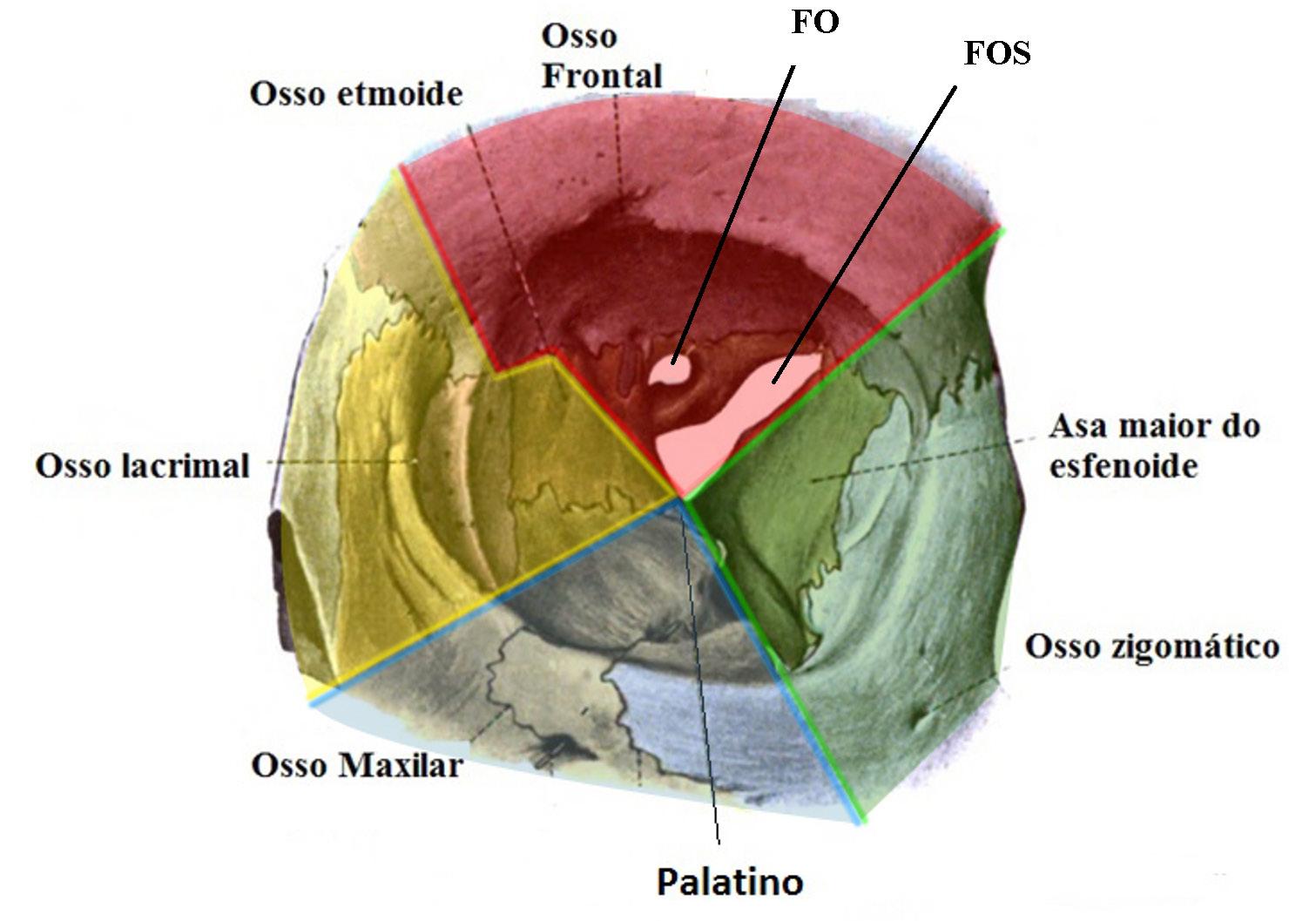 Anatomia Da Orbita Ocular - FDPLEARN