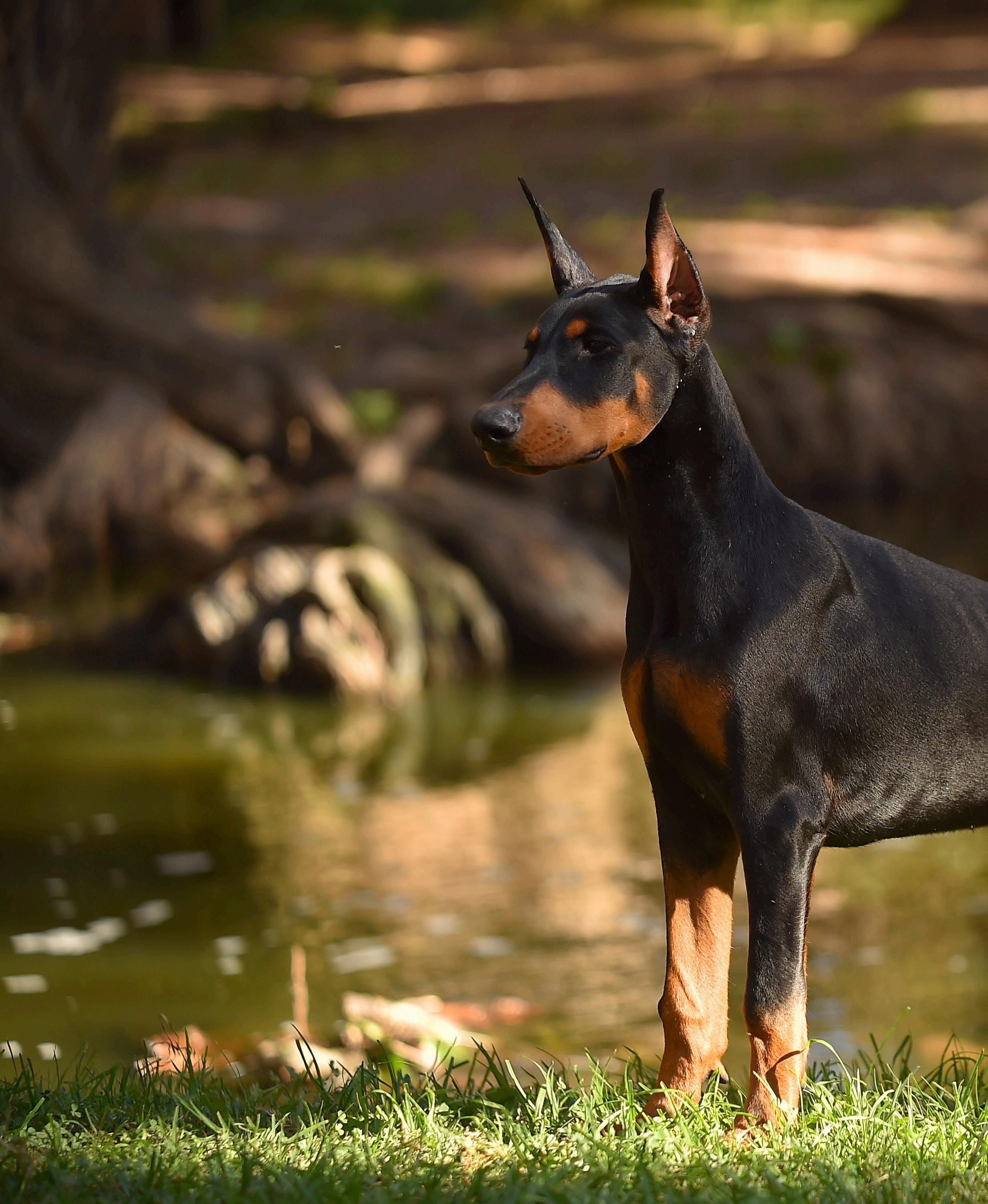 Son Los Dobermans Europeos Buenos Perros De Familia