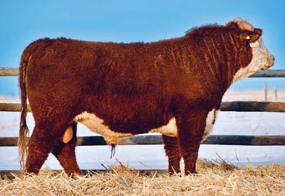 Fenton Hereford Ranch 58th Bull Sale - Wainwright, AB by DLMS ...