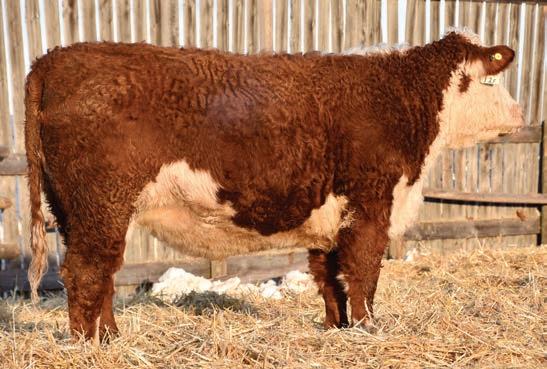 Fenton Hereford Ranch 58th Bull Sale - Wainwright, AB by DLMS ...