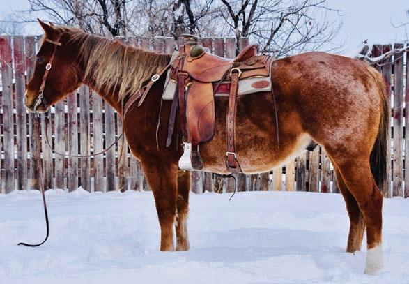 Fenton Hereford Ranch 58th Bull Sale - Wainwright, AB by DLMS ...