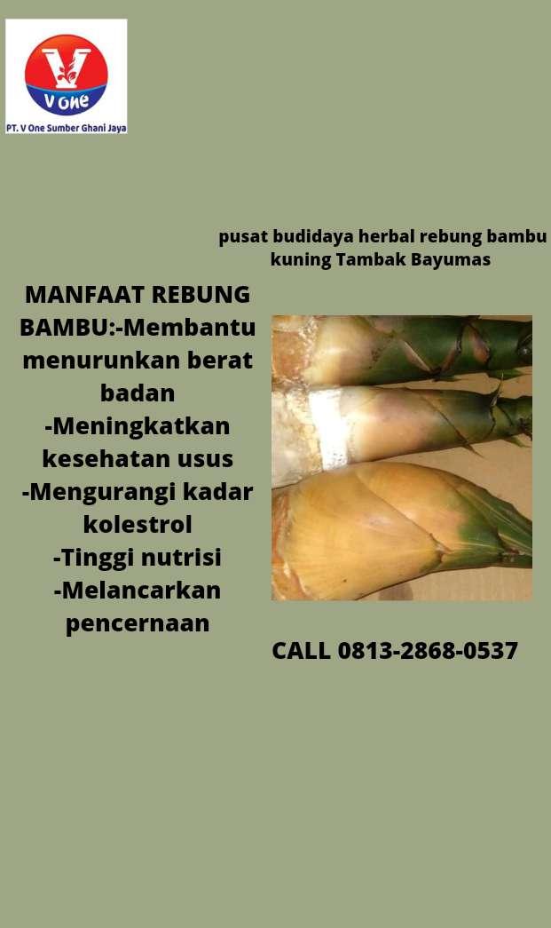 Pusat budidaya herbal rebung bambu kuning Tambak Bayumas by Pusat ...