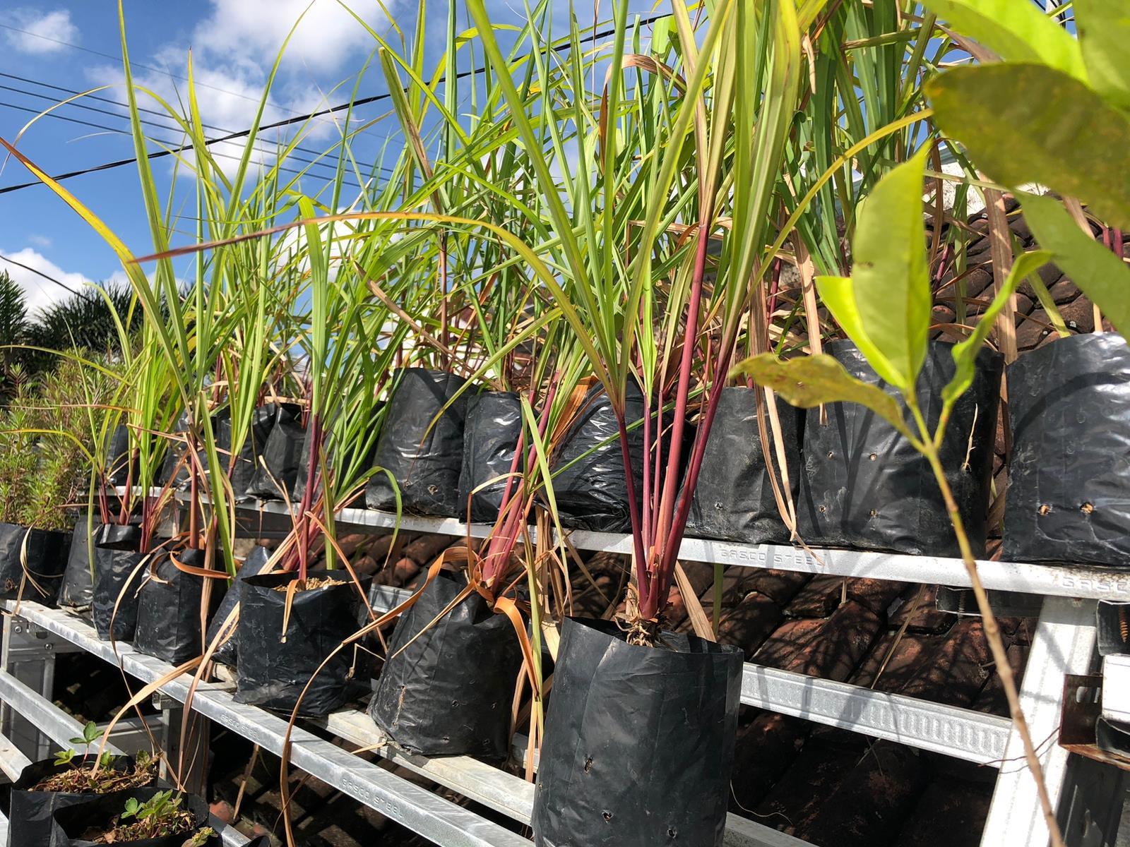 Harga Terjangkau,WA 0813-5812-3335, DISTRIBUTOR SERAI MERAH MALANG by ...