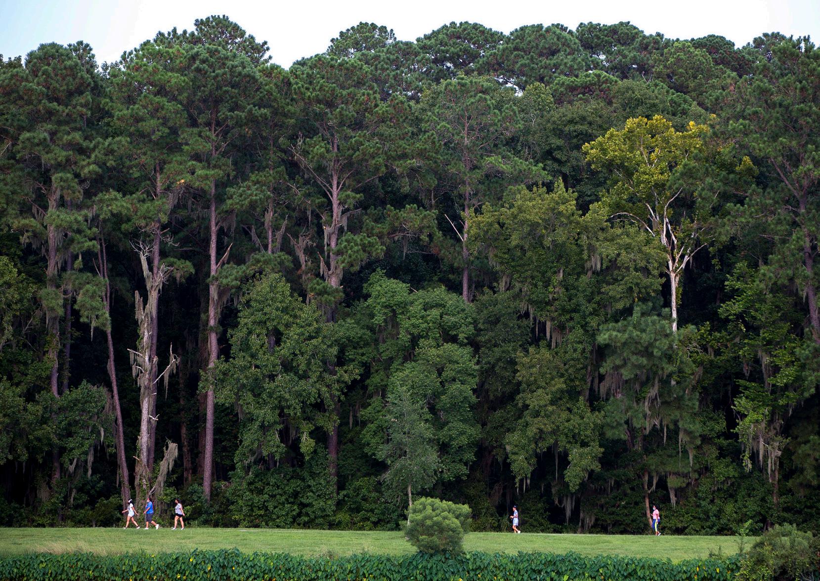 STF Annual Report 2020 by Savannah Tree Foundation - Issuu