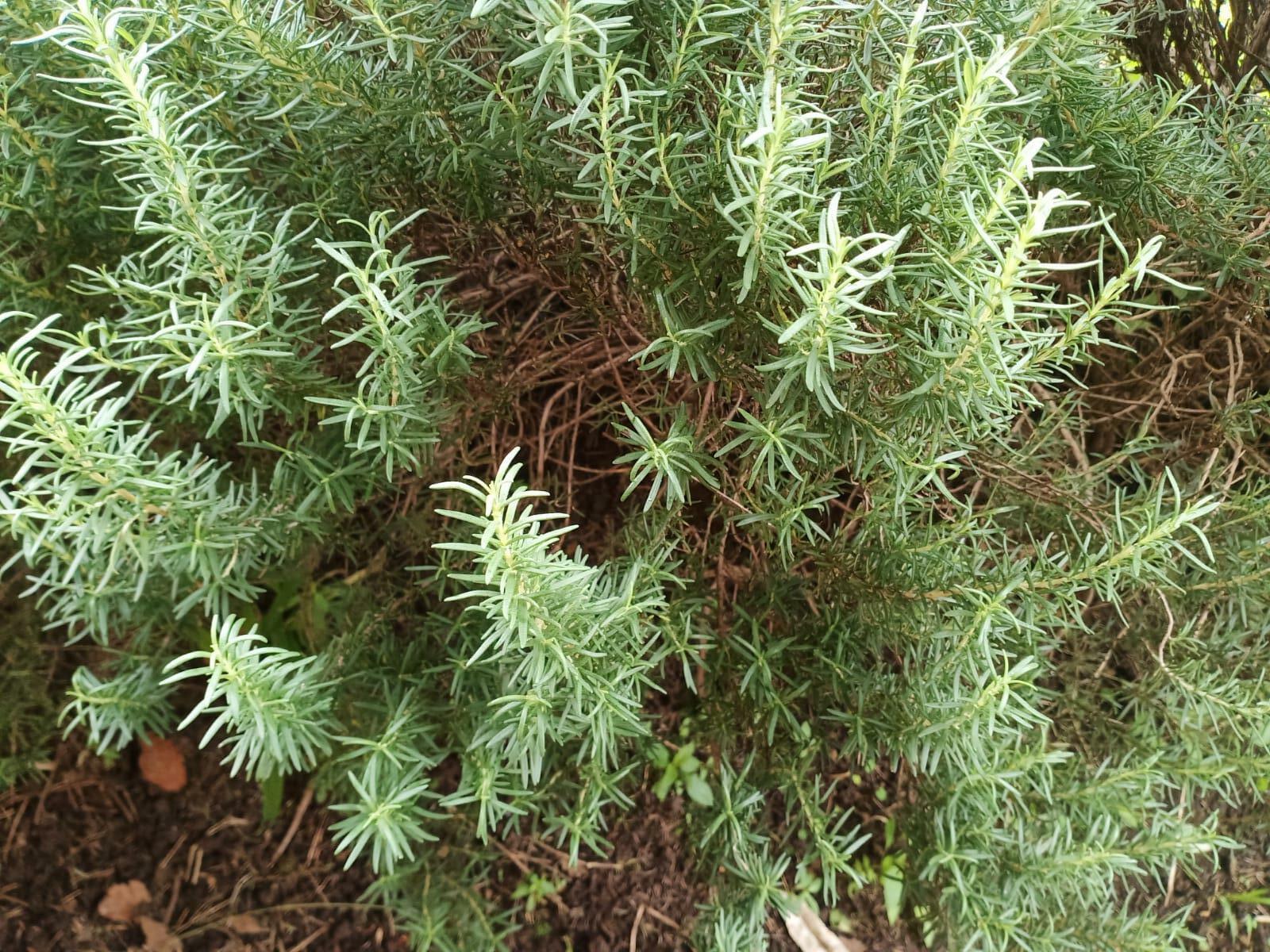 Jual Daun Rosemary Fresh by Jual Daun Rosemary Fresh - Issuu