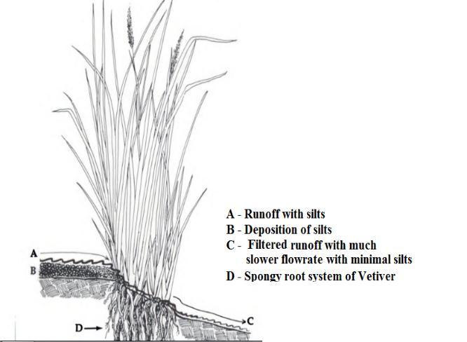 Application of Vetiver Grass Technology for Dump slope stabilization ...