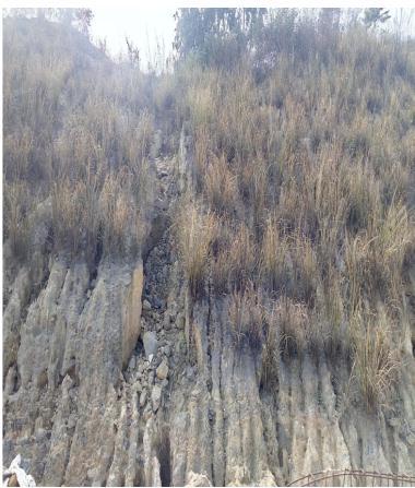 Application of Vetiver Grass Technology for Dump slope stabilization ...