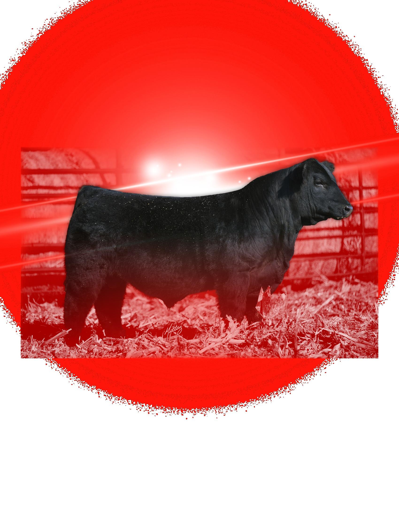 2023 Precision Beef Solutions 8th Annual Bull Sale by Mittag Design - Issuu