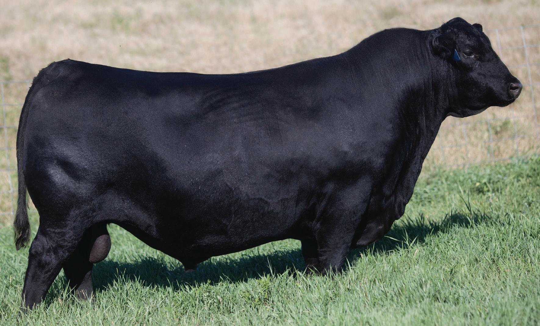 Semex Beef - 2023 Management Handbook by Semex - Issuu