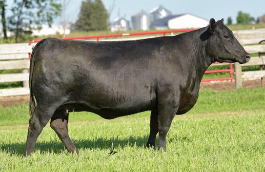 Semex Beef - 2023 Management Handbook by Semex - Issuu