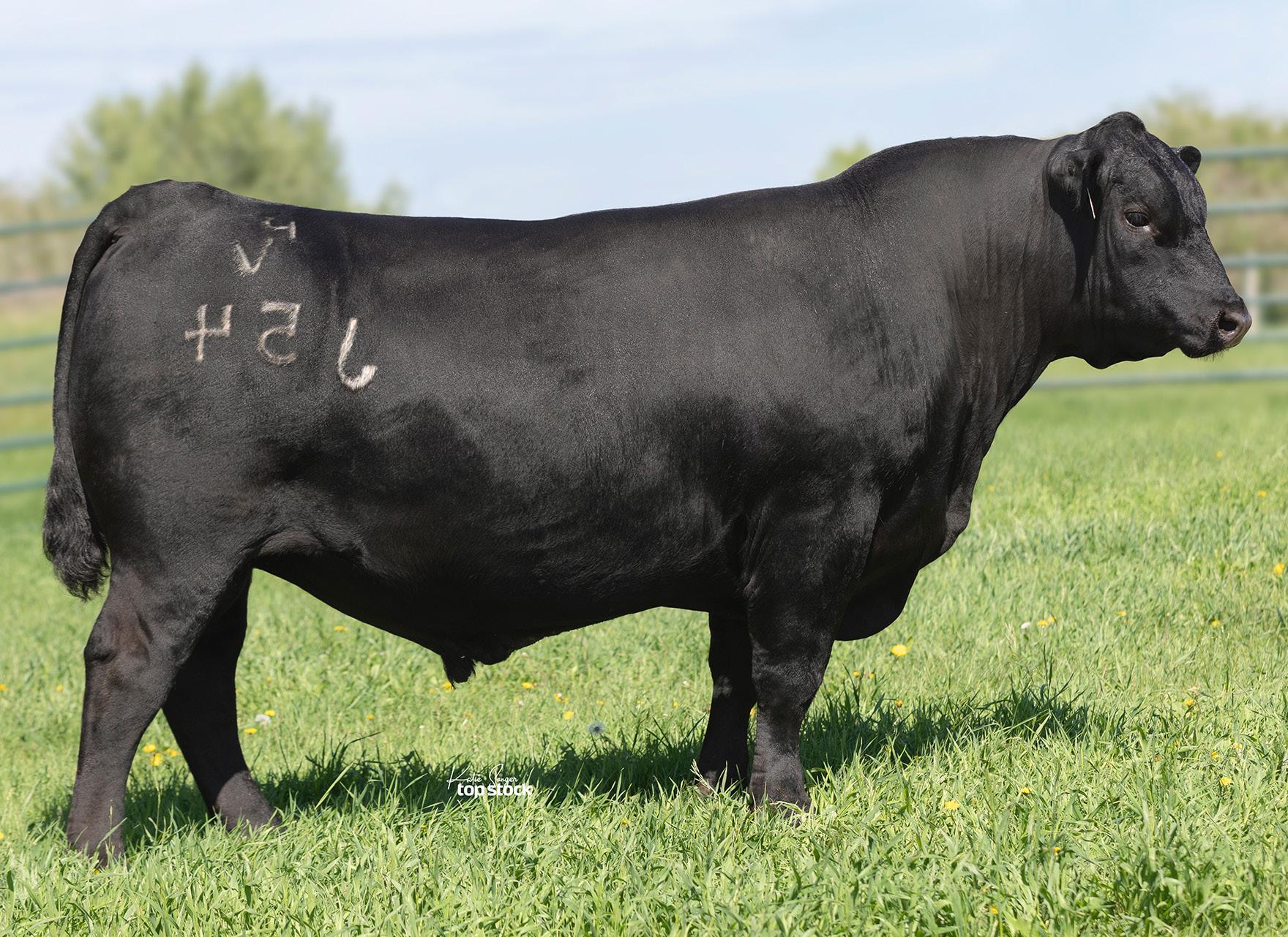 Semex Beef - 2023 Management Handbook by Semex - Issuu