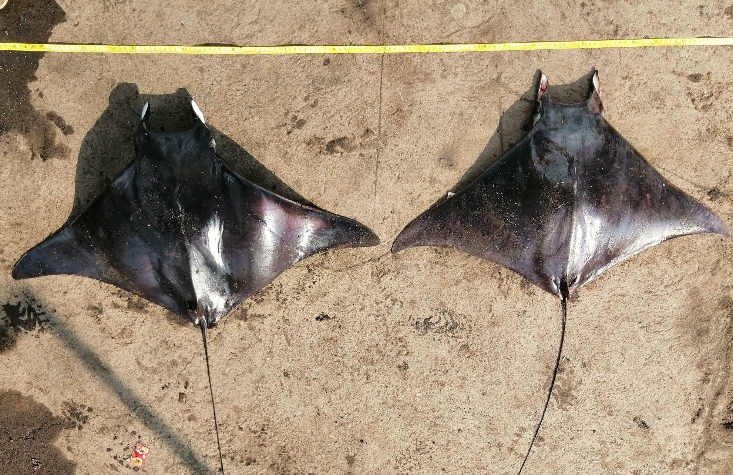 Shark News | Issue 07 | January 2023 by IUCN SSC Shark Specialist Group ...