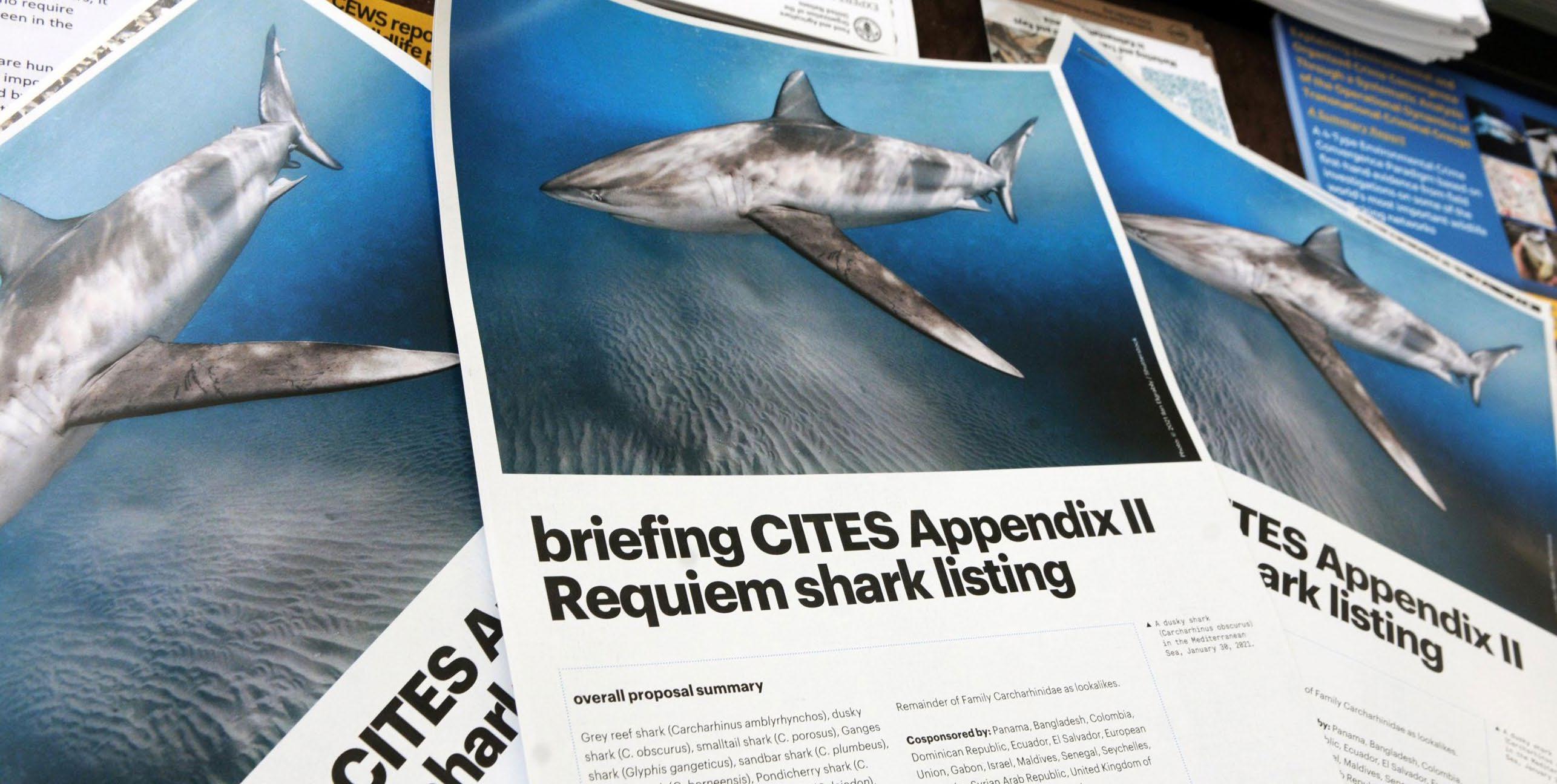 Shark News | Issue 07 | January 2023 by IUCN SSC Shark Specialist Group ...