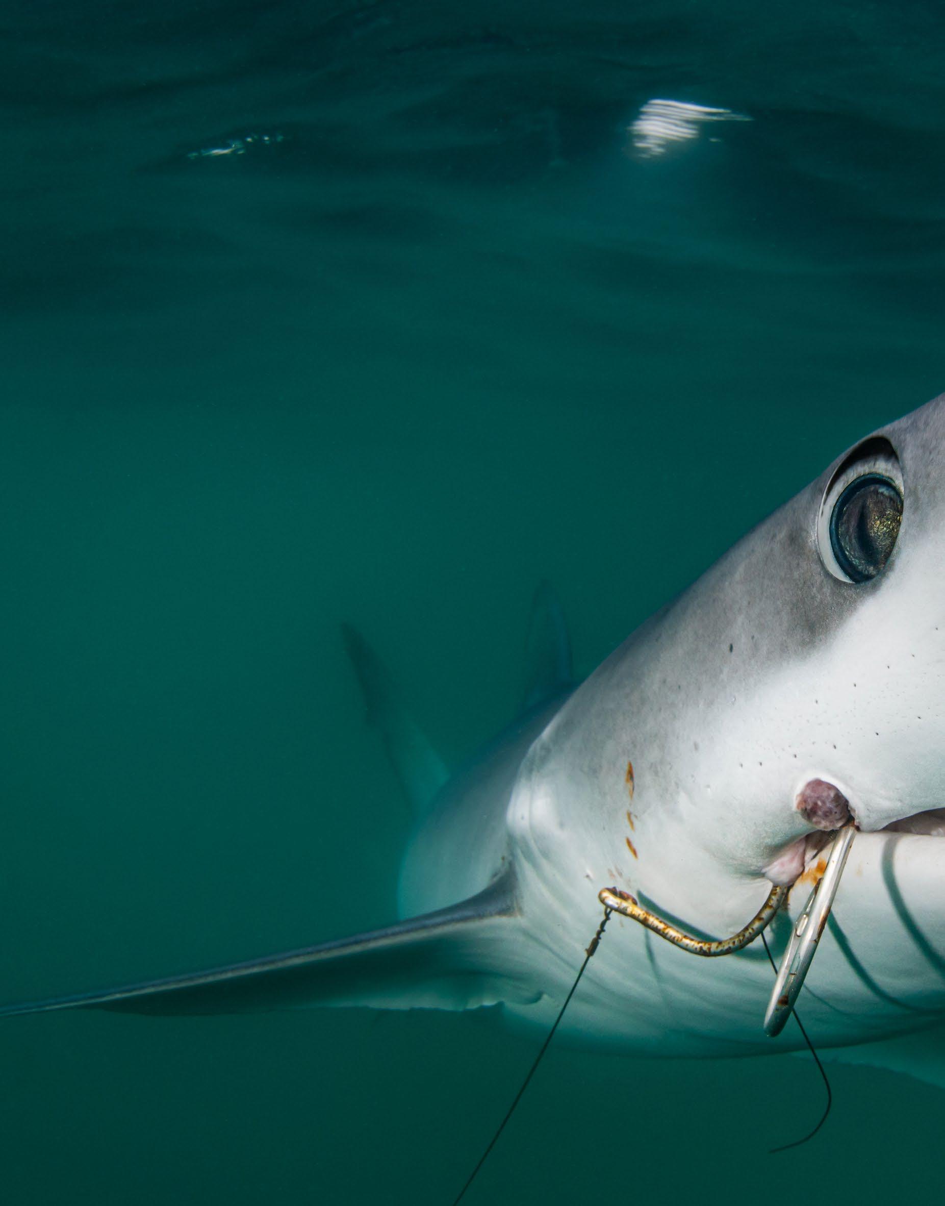 Shark News | Issue 07 | January 2023 by IUCN SSC Shark Specialist Group ...