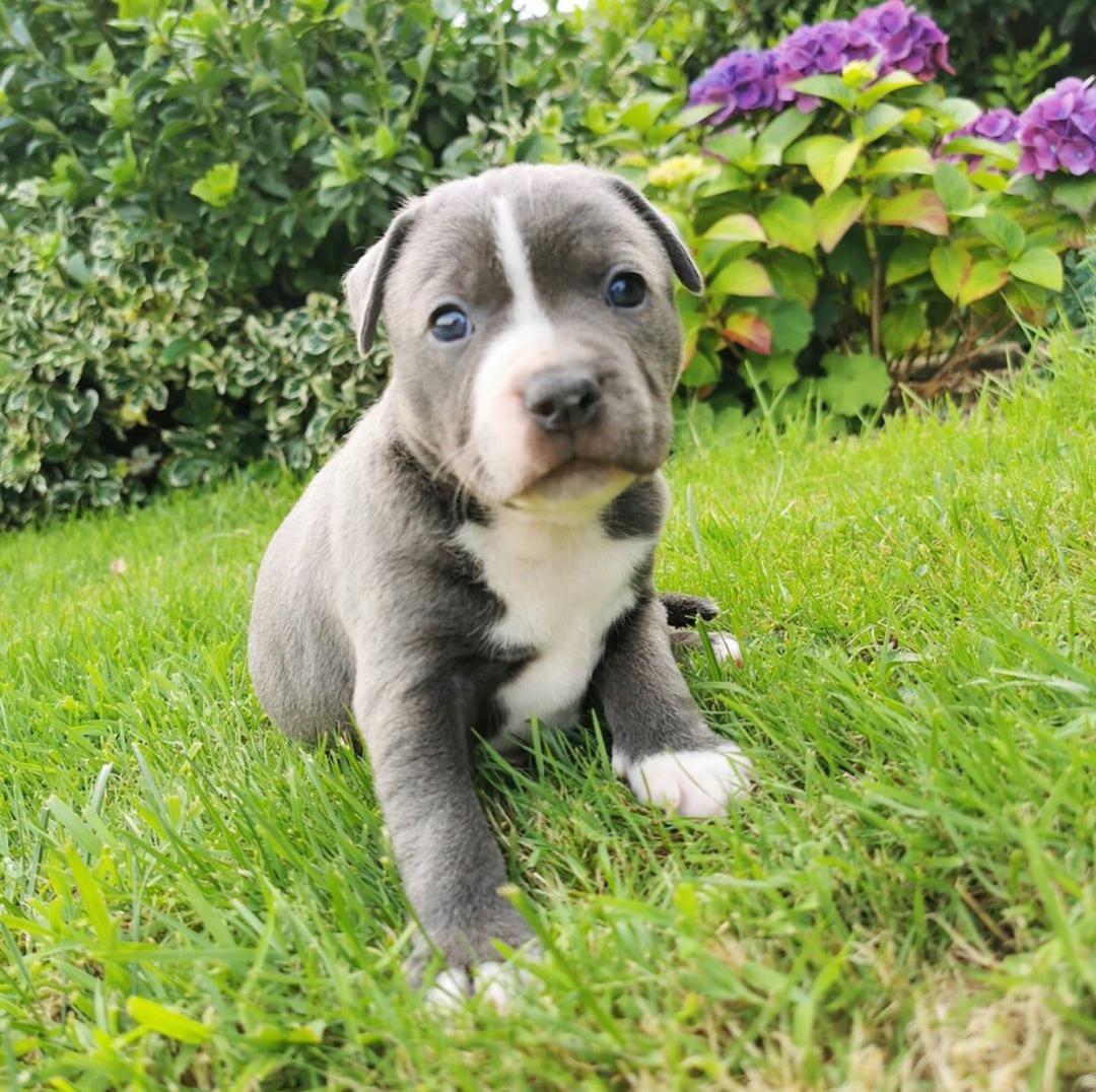 Purebred Staffordshire Bull Terrier Brisbane ...