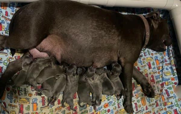 Staffordshire Bull Terrier breeders Brisbane ...