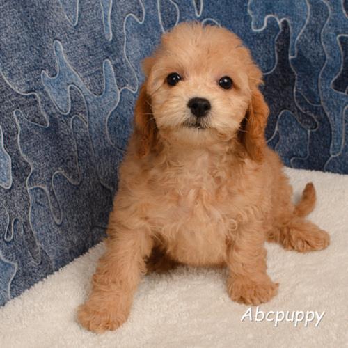 Maltipoo Bichpoo Puppies for Sale Austin | Abcpuppy.com by abcpupp - Issuu
