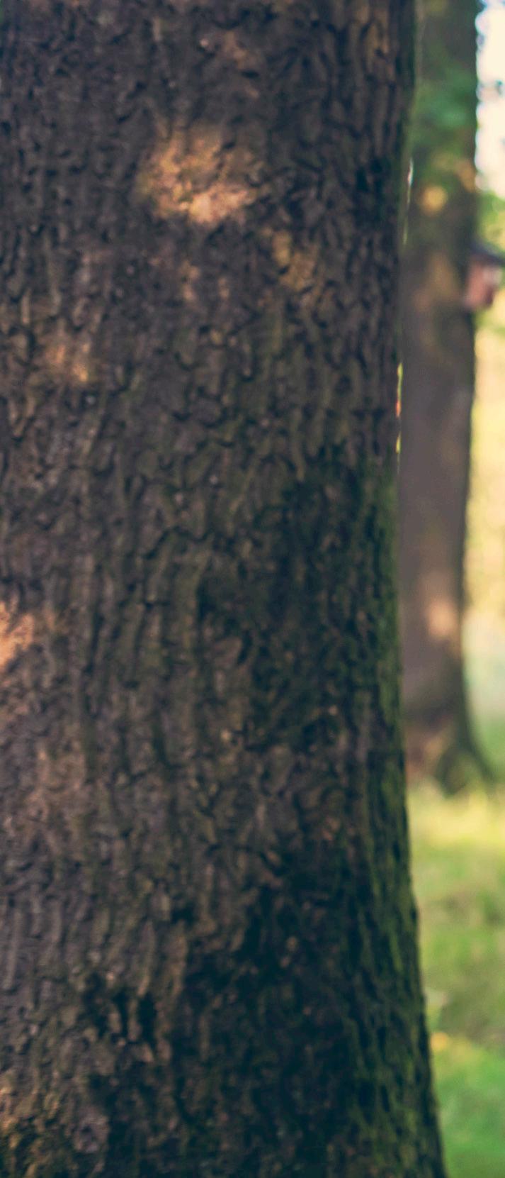 Nette by Pixelkings - Issuu