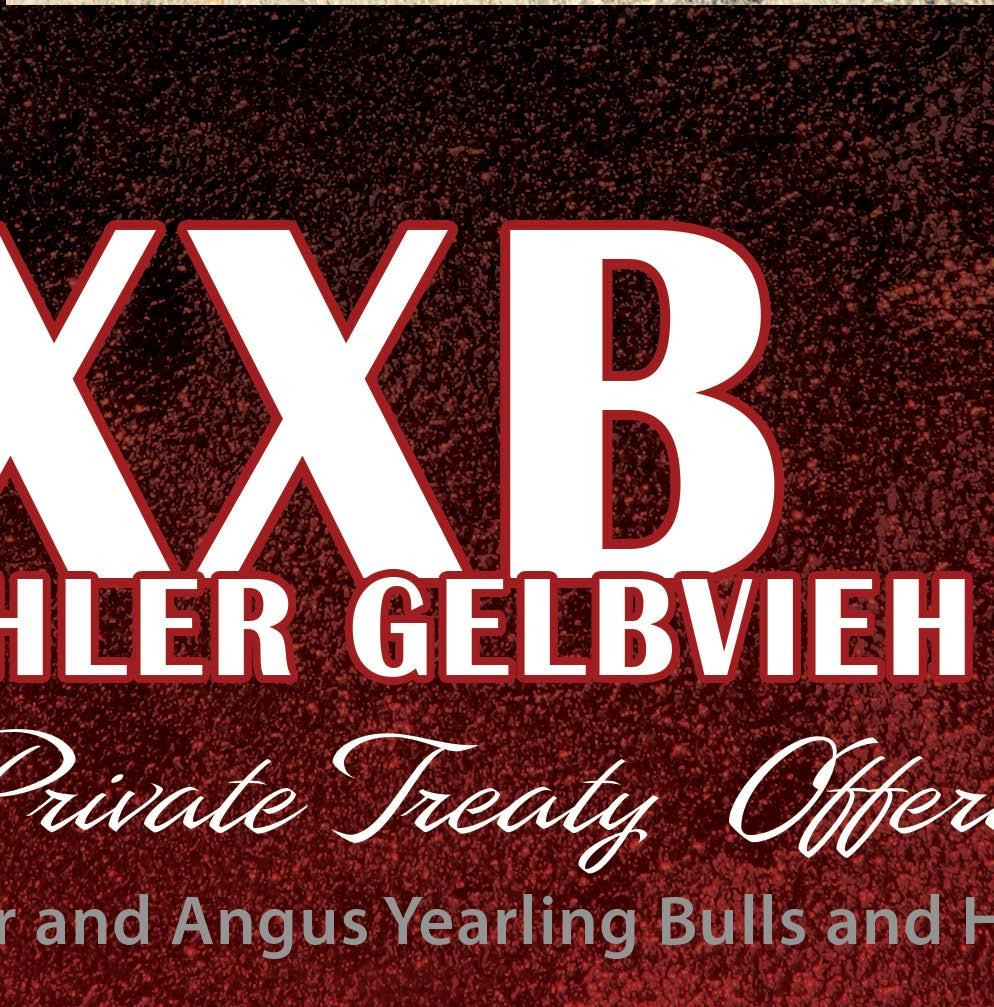 XXB Boehler Gebvieh '23 Private Treaty Offering by Rennert Marketing ...