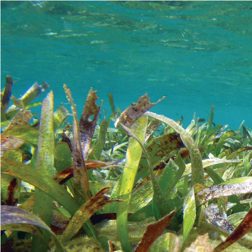 Hierba de tortuga - Issuu