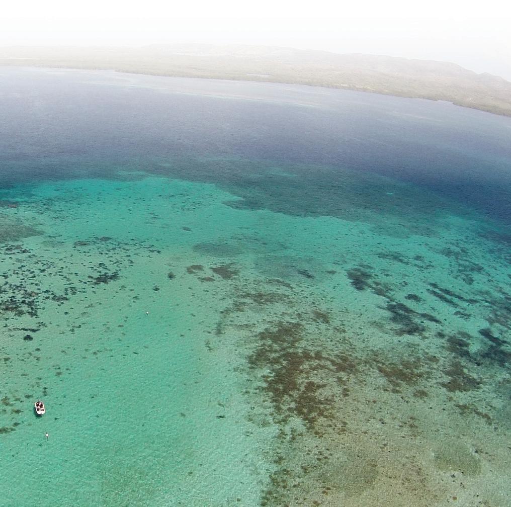 Los arrecifes de coral Guía educativa para maestros by Puerto Rico Sea ...