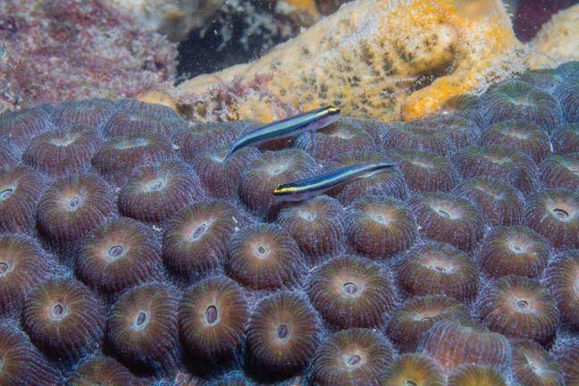 1. ¿Qué es un coral?, Pólipos y colonias de corales - Issuu