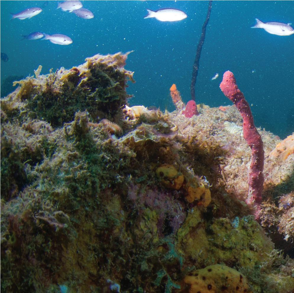 Los arrecifes de coral Guía educativa para maestros by Puerto Rico Sea ...