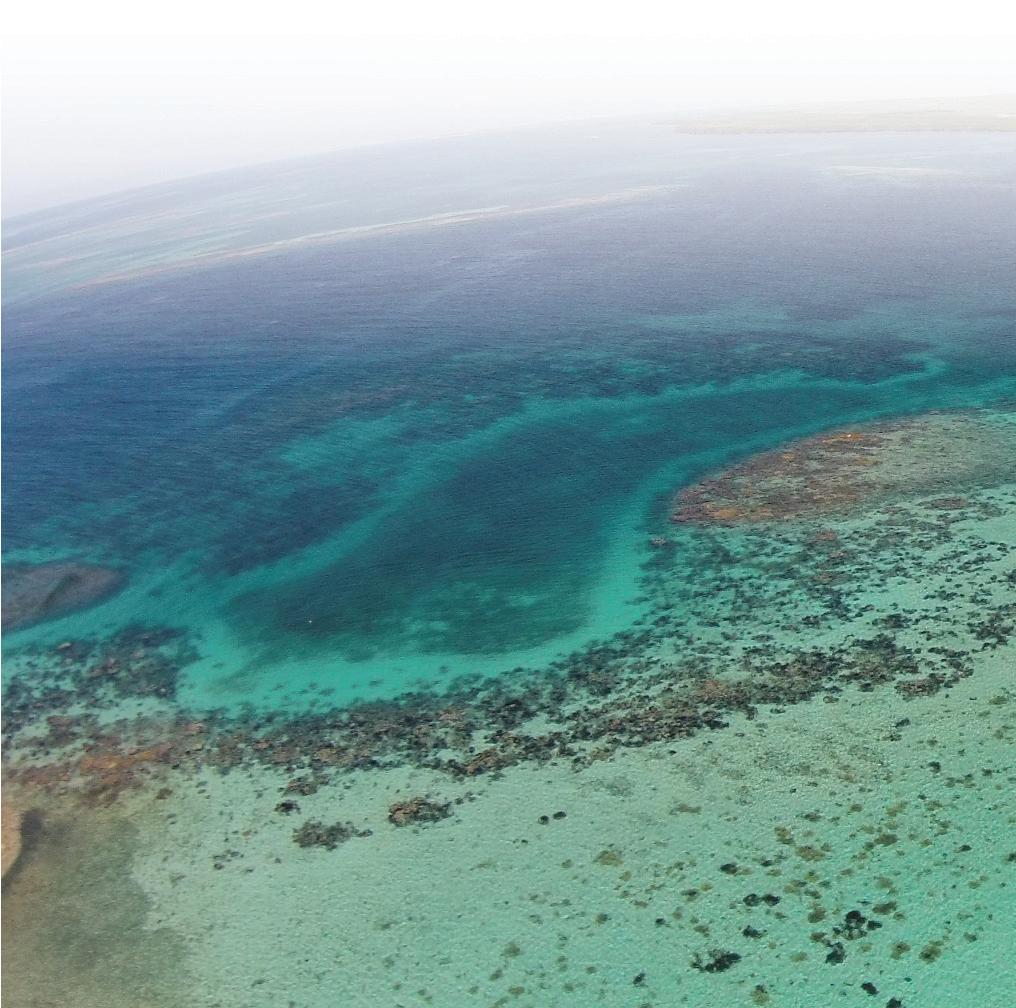 Los arrecifes de coral Guía educativa para maestros by Puerto Rico Sea ...