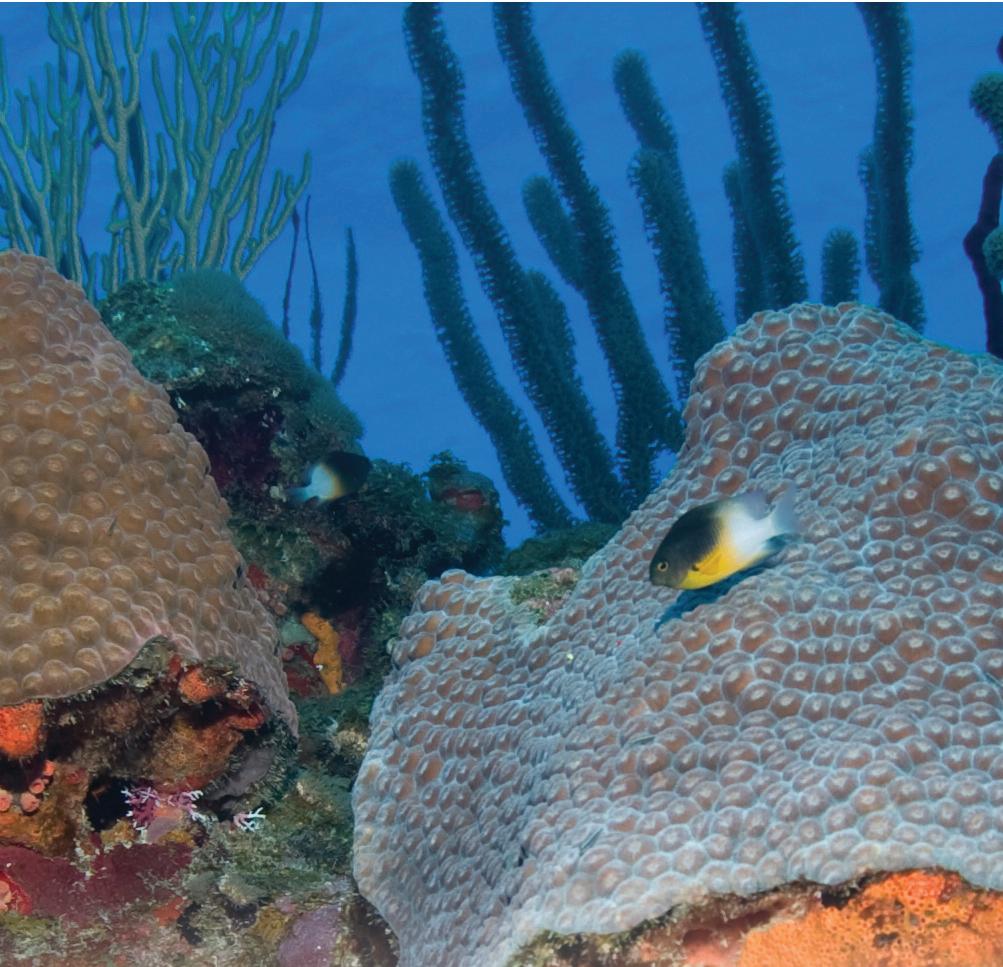 Los arrecifes de coral Guía educativa para maestros by Puerto Rico Sea ...