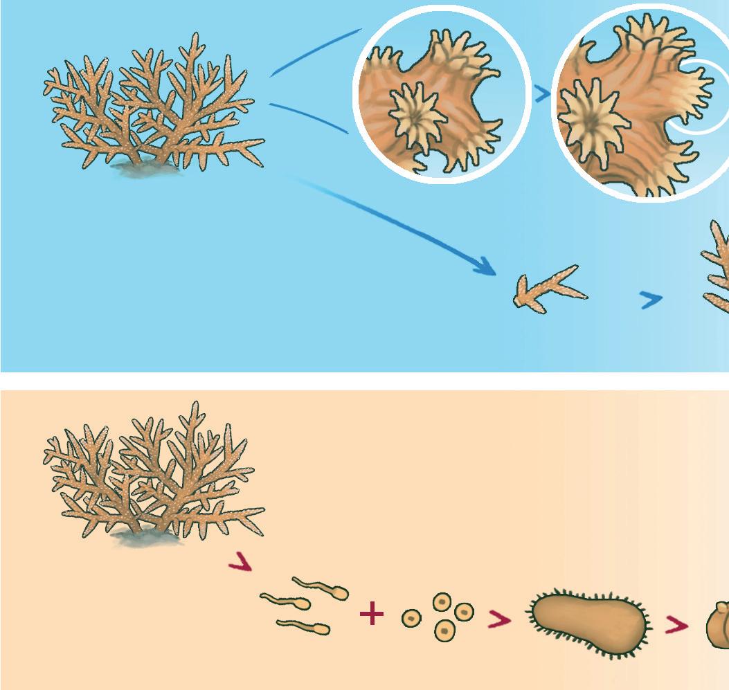 Reproducción de los corales - Issuu