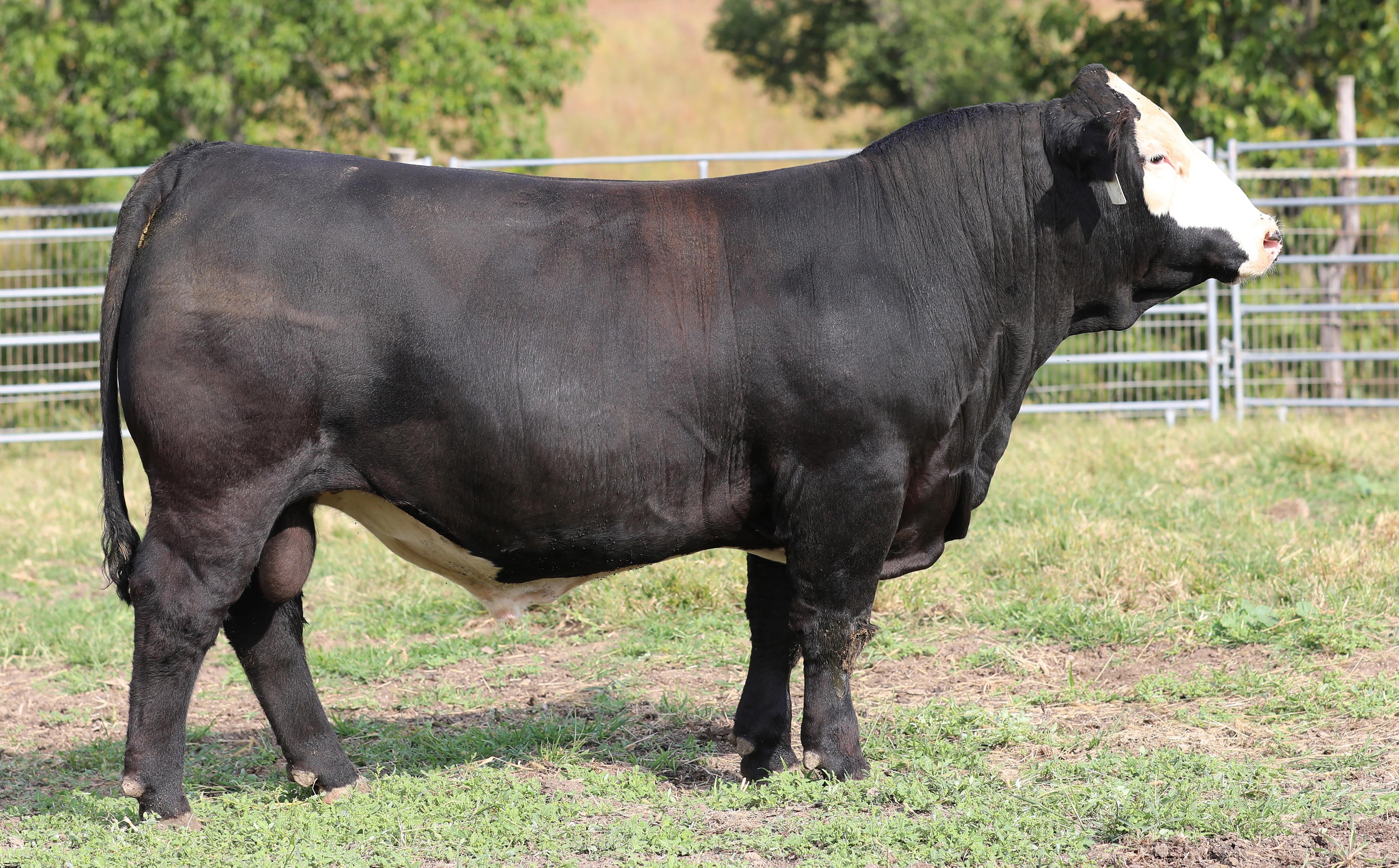 Illinois Beef January/February 2023 by Illinois Beef/Illinois Angus ...
